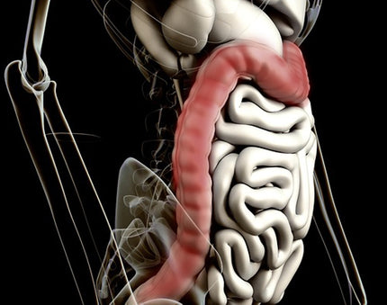 Colon - 15 Day Cleanse – PurgeStore