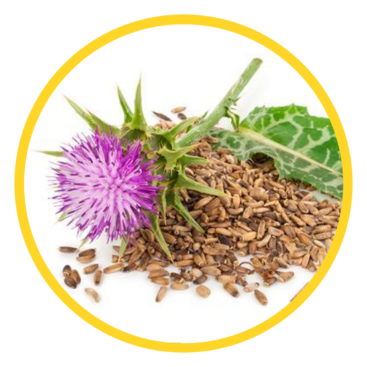 Liver Cleanse with Solarplast – PurgeStore